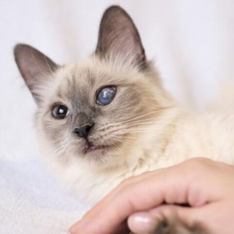 November Newsletter: What Causes Cataracts In Cats And How Are They ...