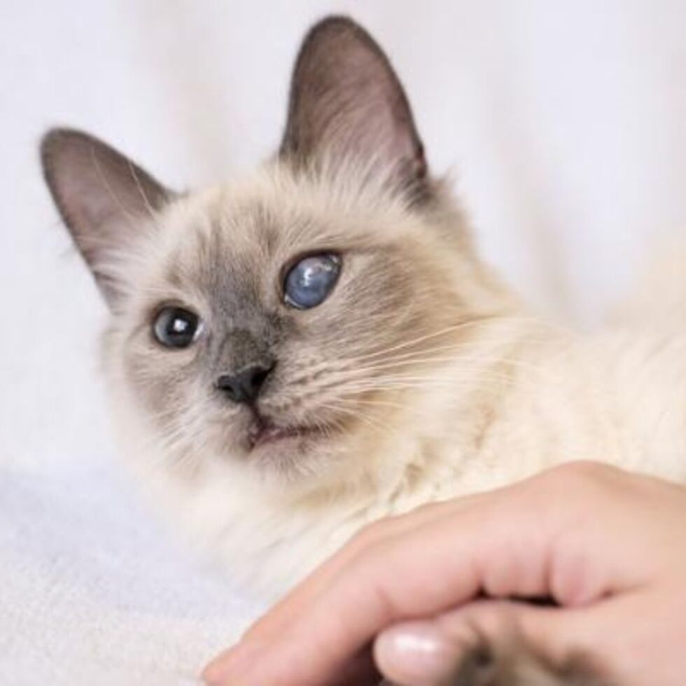 November Newsletter: What Causes Cataracts In Cats And How Are They ...